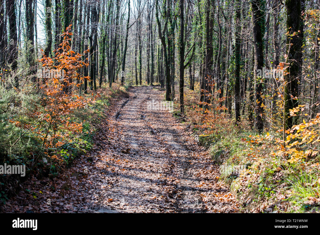 Hiking path in beautiful woods landscape in forest Stock Photo - Alamy