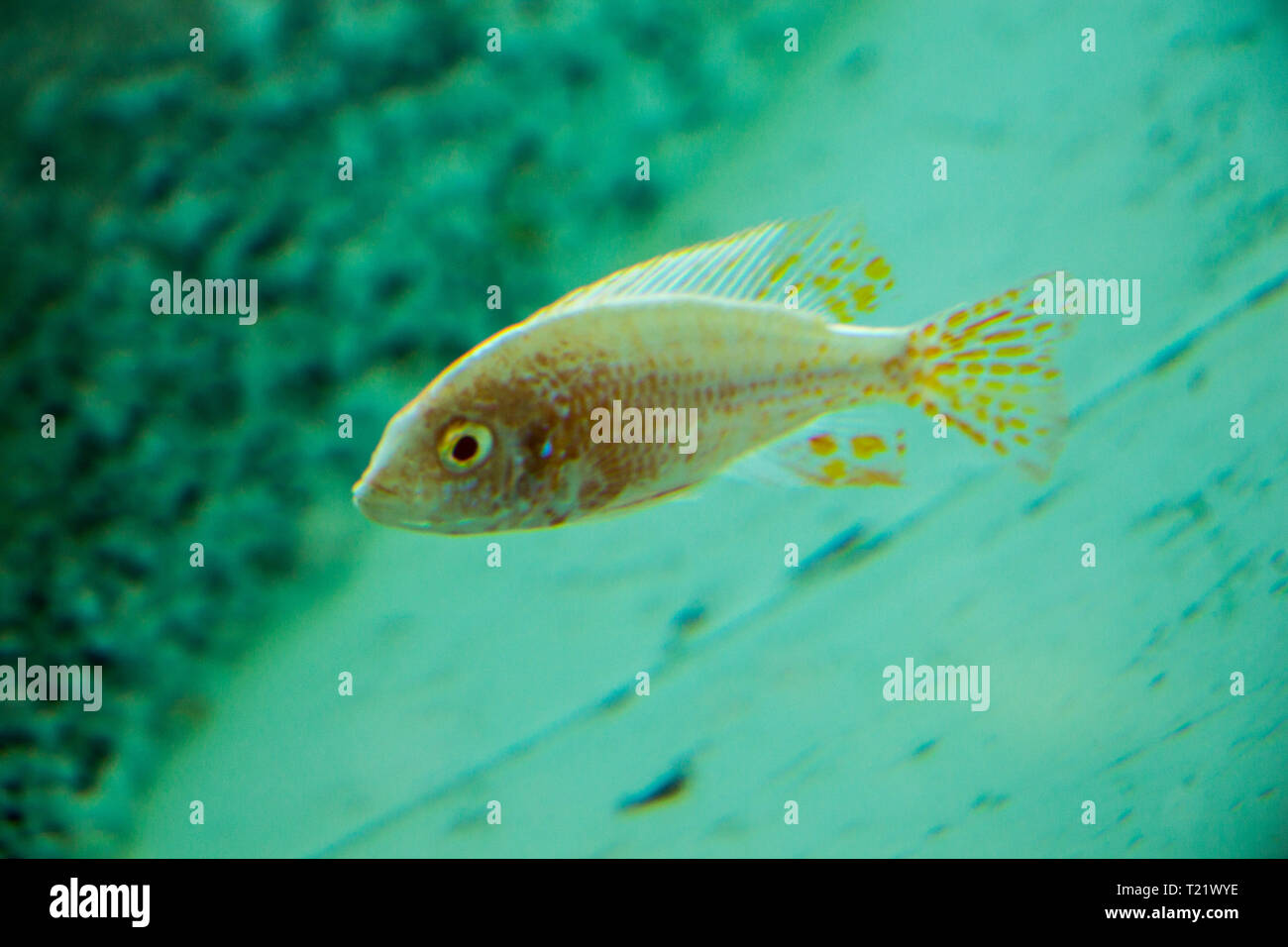 Beautiful colorful fish swims in the aquarium environment Stock Photo ...