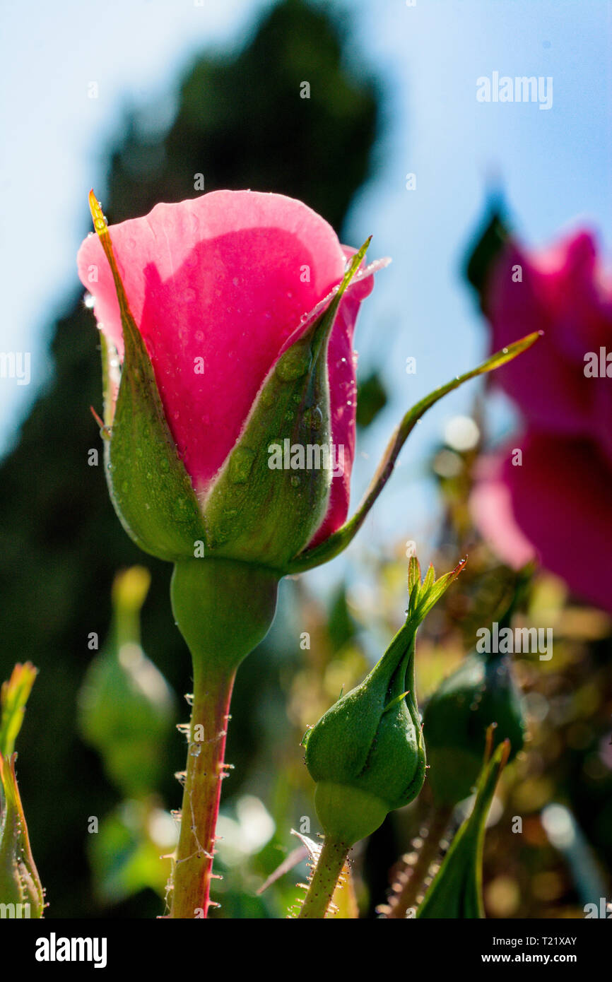 Blooming beautiful colorful rose bud in garden background Stock Photo ...