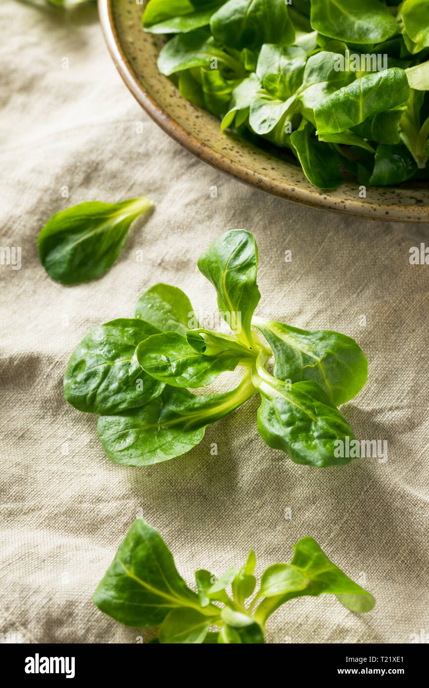 Mache rosettes hi-res stock photography and images - Alamy