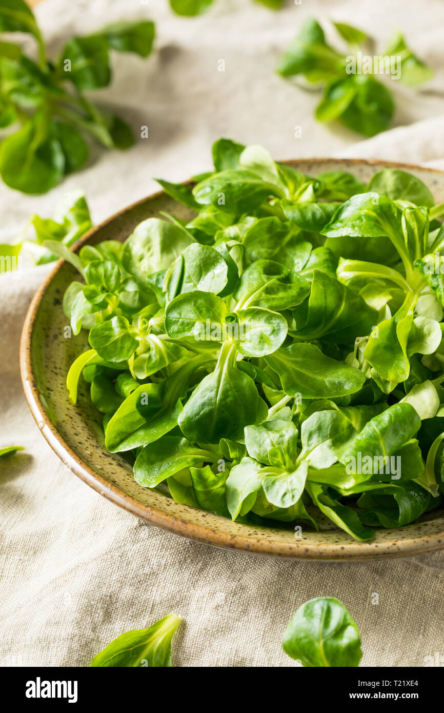 Raw Green Organic Mache Rosettes in a Bowl Stock Photo - Alamy