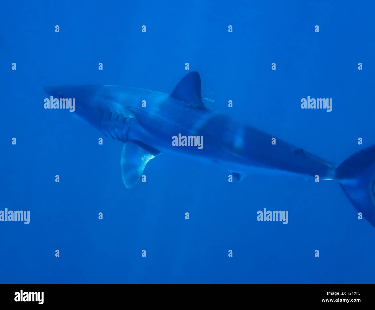 Mako Shark (Isurus oxyrinchus Stock Photo - Alamy