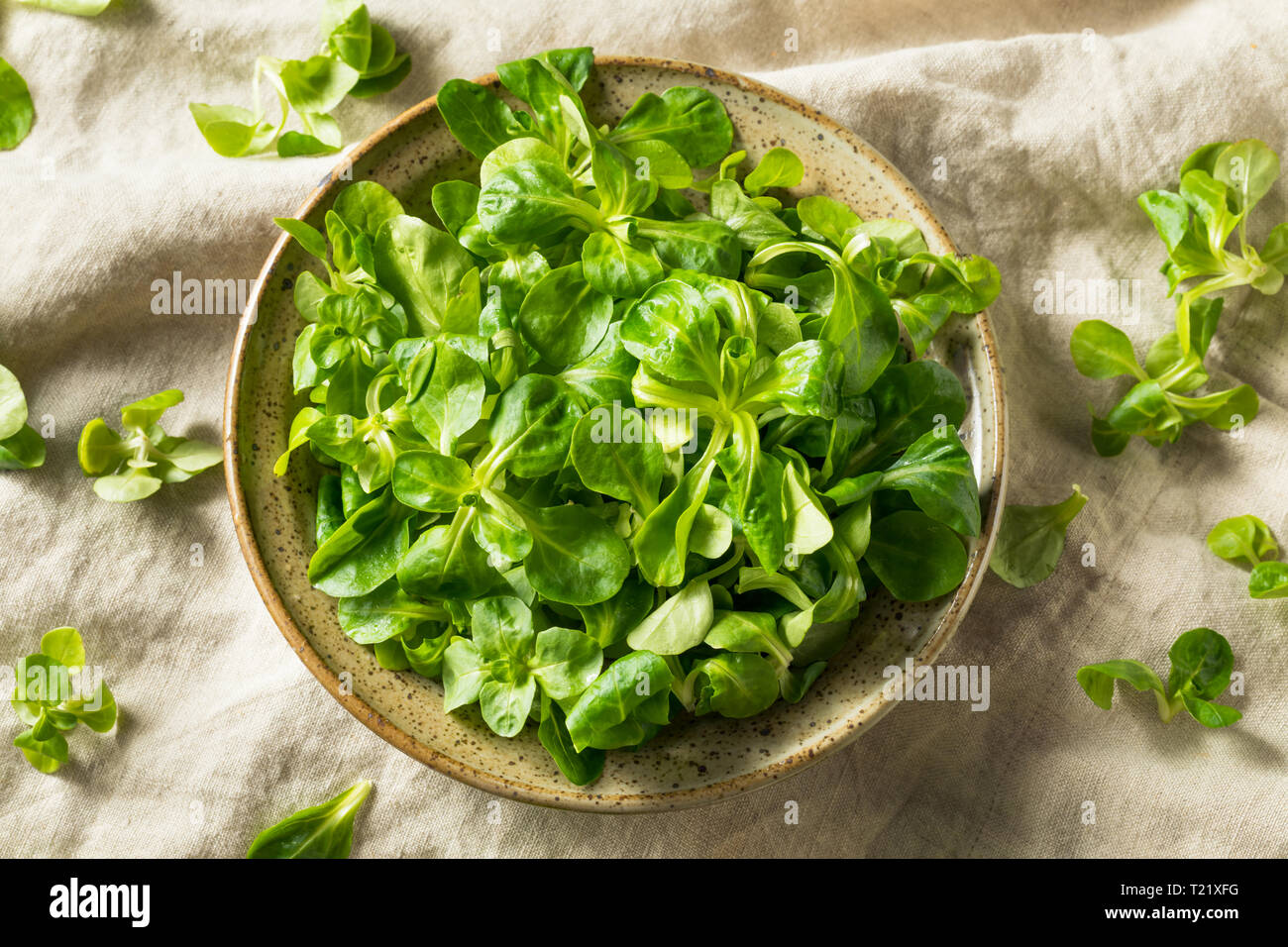 Mache rosettes hi-res stock photography and images - Alamy
