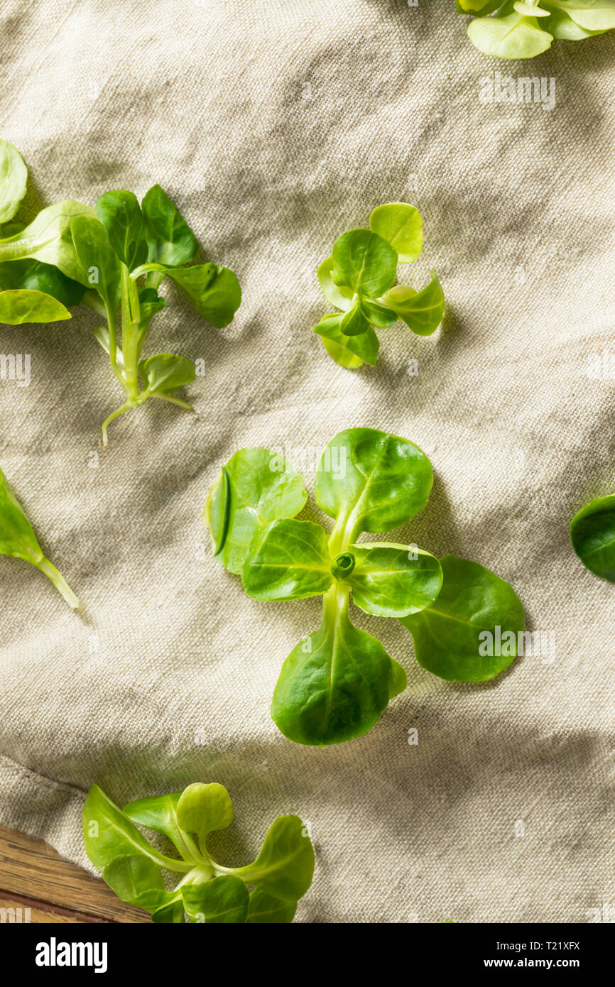 Mache rosettes hi-res stock photography and images - Alamy