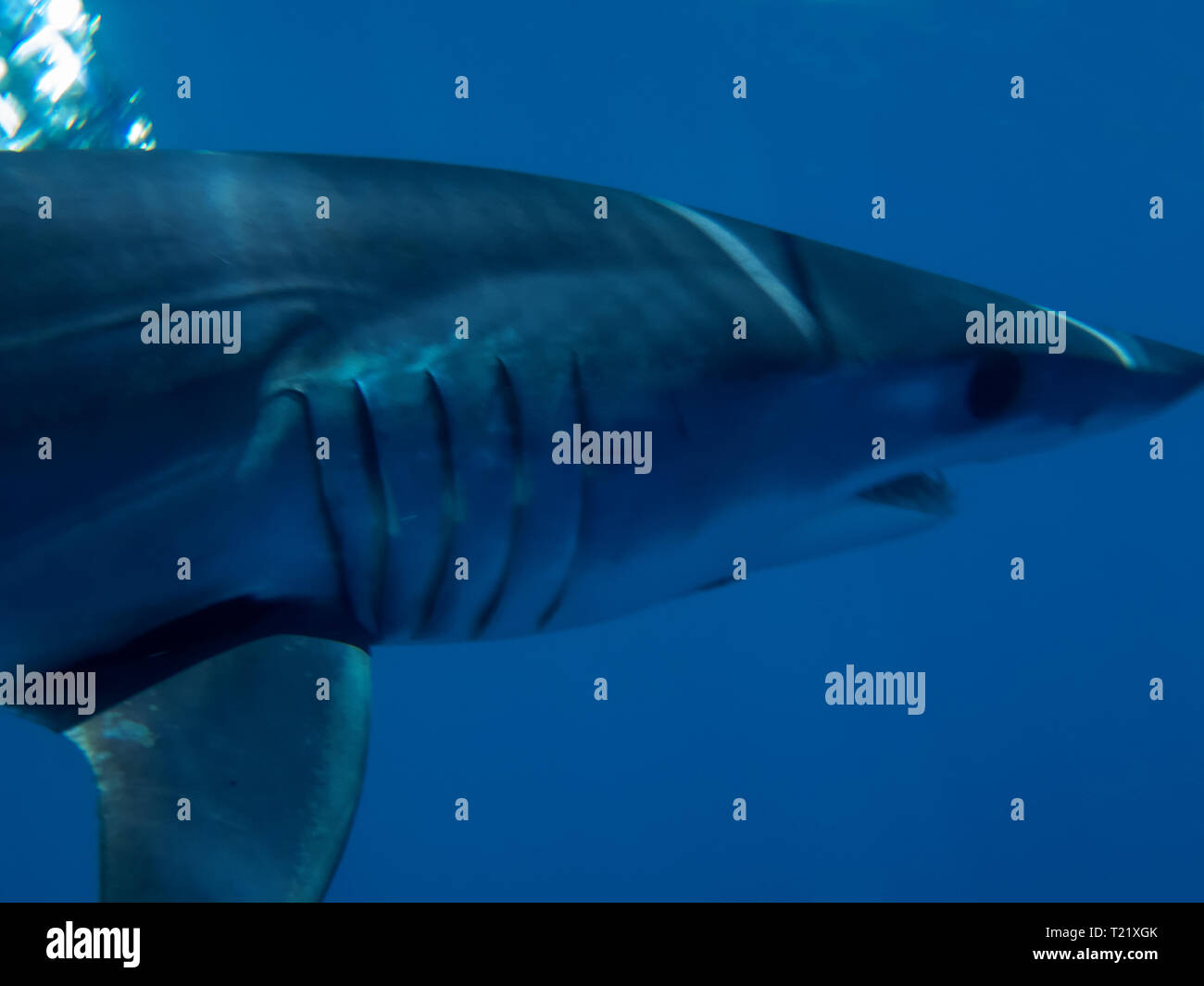 Short fin mako shark hi-res stock photography and images - Alamy