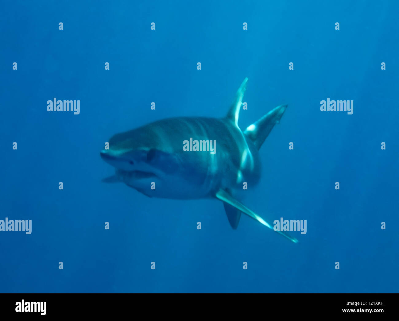 Mako shark hi-res stock photography and images - Alamy