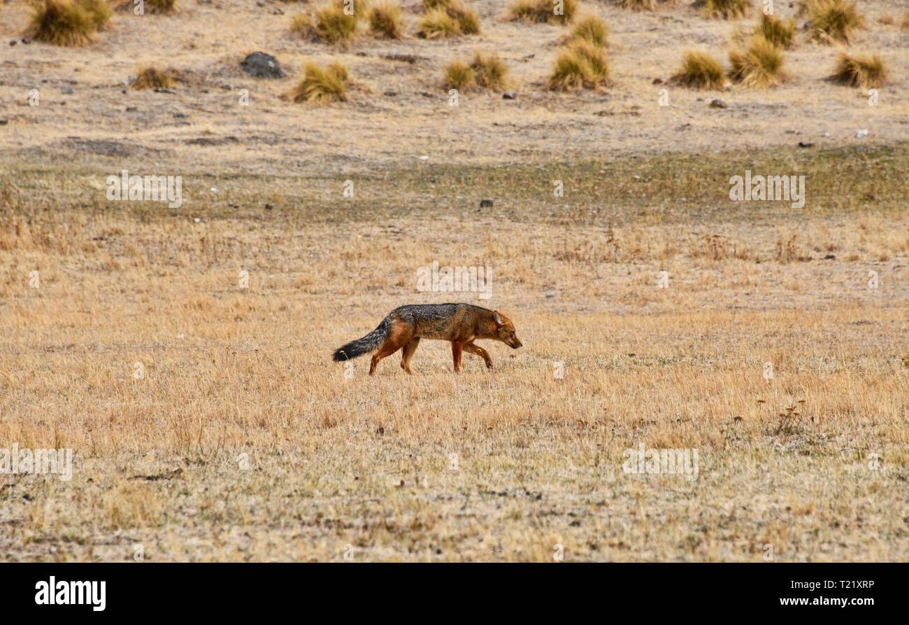 Culpeo (Andean) fox, Patagonia National Park, Aysen, Patagonia, Chile ...