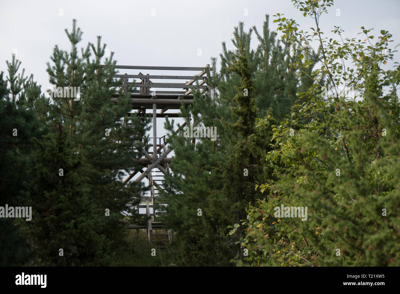 Watchtower hidden in trees Stock Photo - Alamy