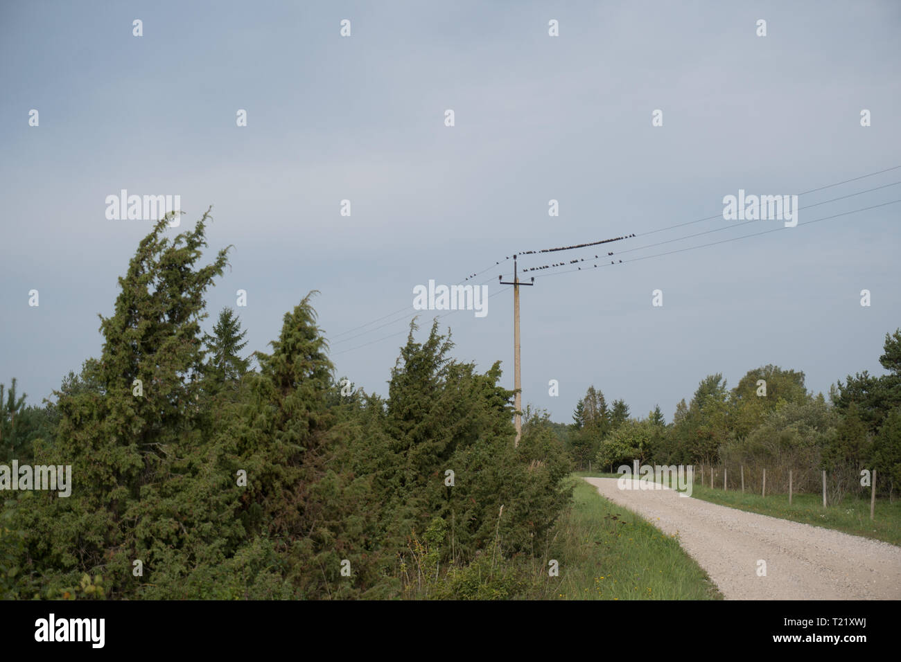 Bird sitting on a power line Stock Photo - Alamy