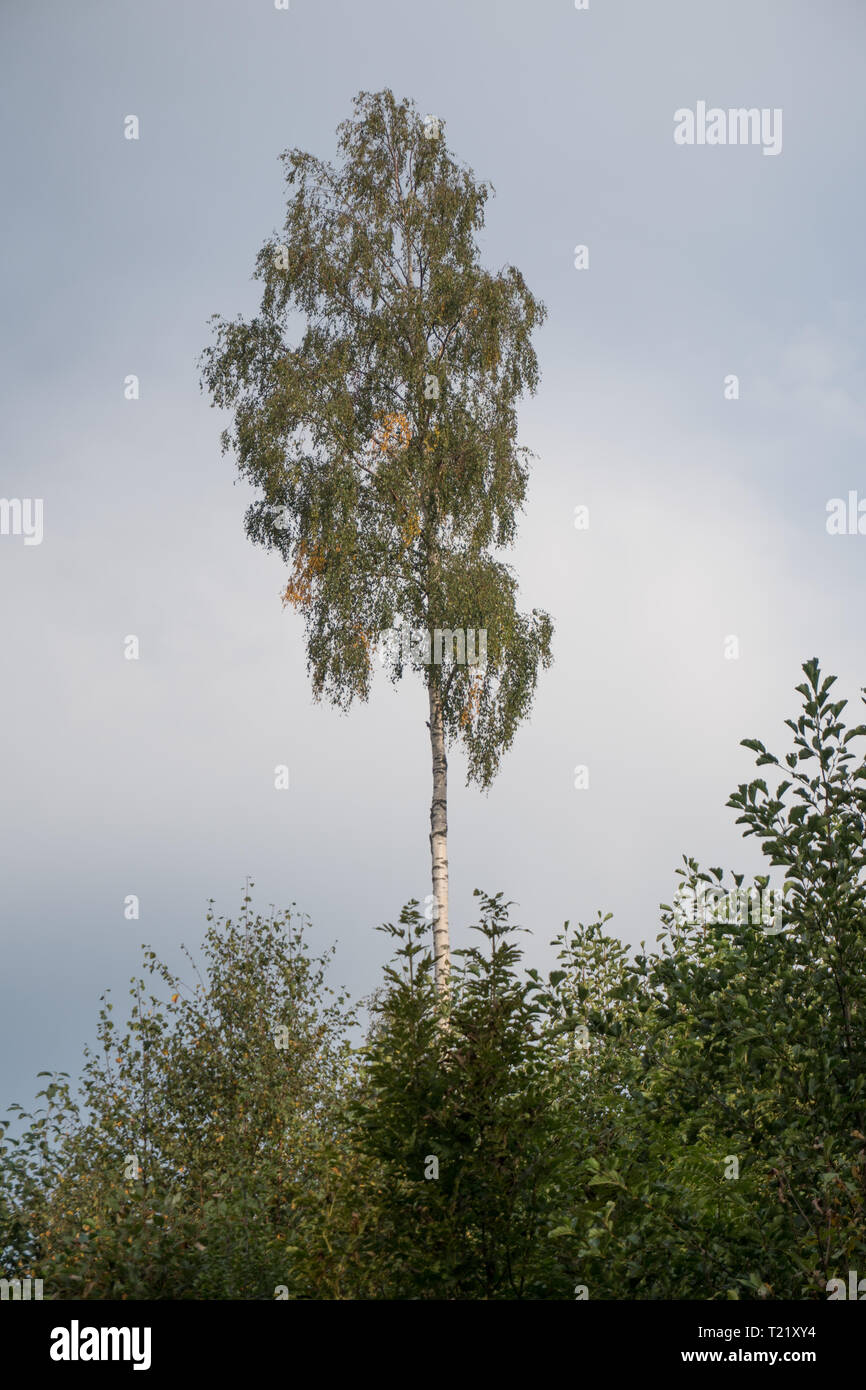 Lonely huge birch tree Stock Photo - Alamy