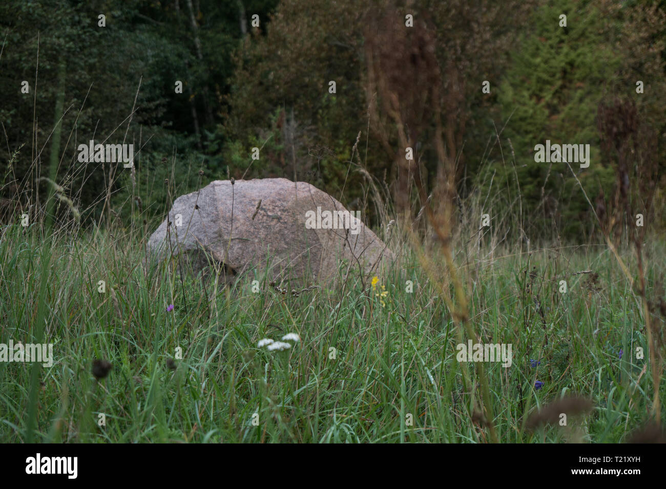 Boulder in high grass Stock Photo - Alamy
