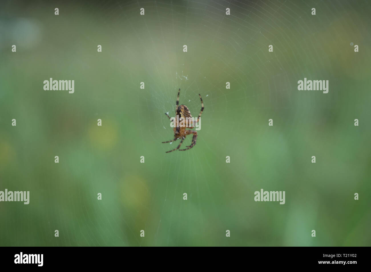 Spiders on grassland hi-res stock photography and images - Alamy