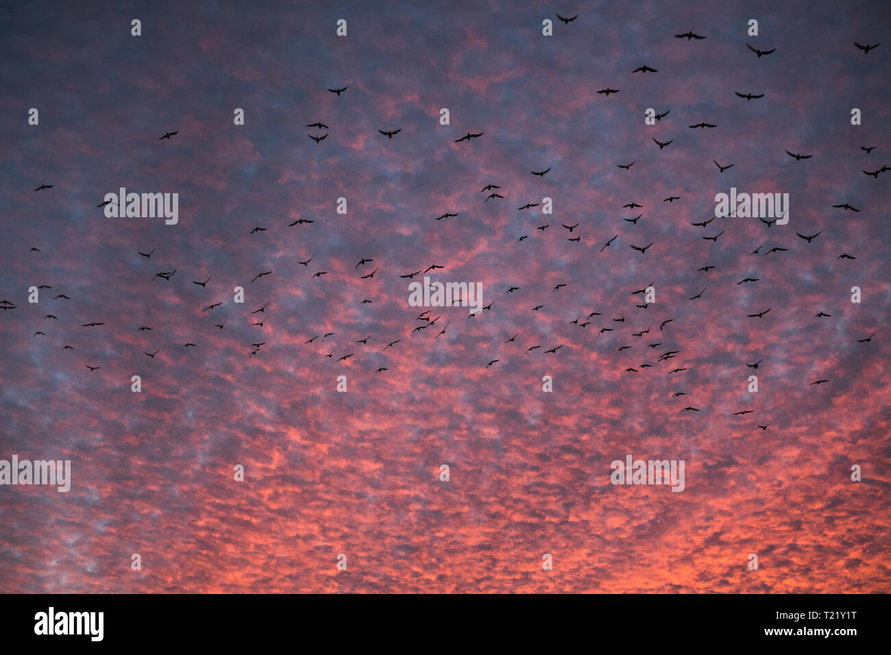 Spider resting on its web Stock Photo - Alamy