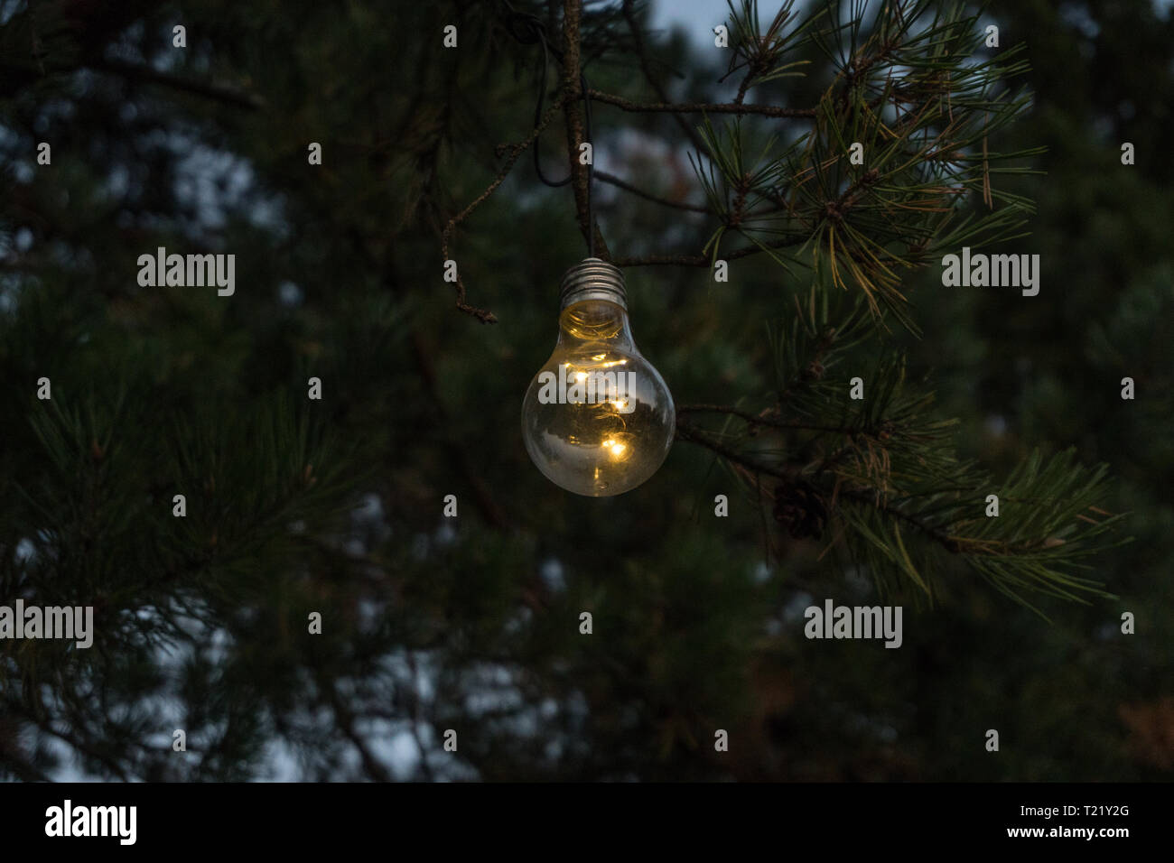 Light bulb hanging from a tree Stock Photo - Alamy