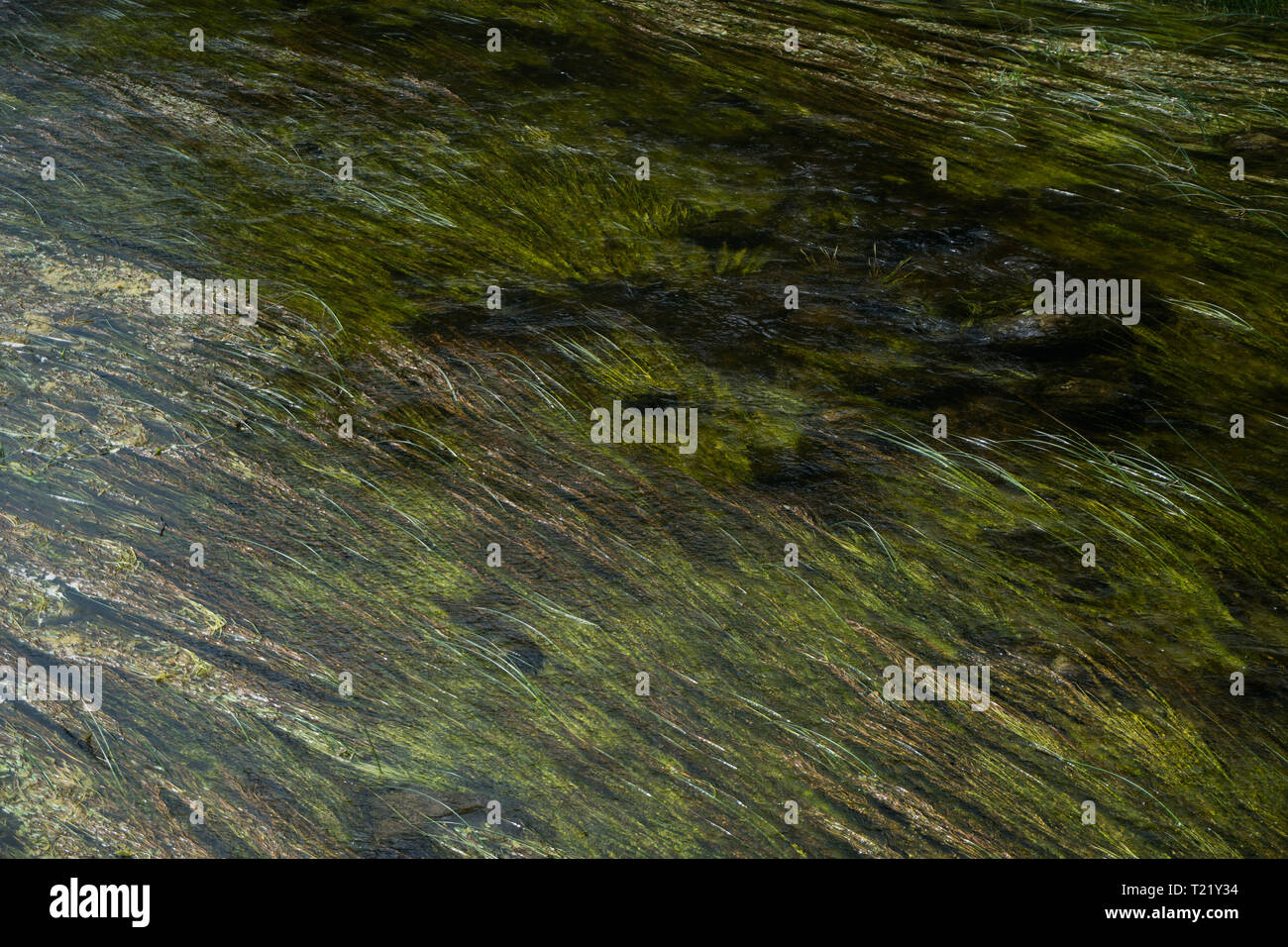 Water plants in a river Stock Photo - Alamy