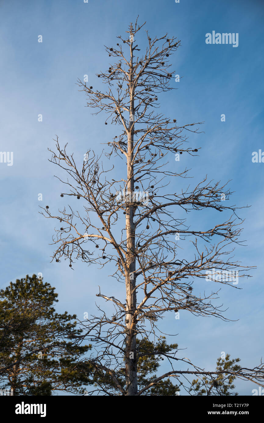 Dead pine cones hi-res stock photography and images - Alamy