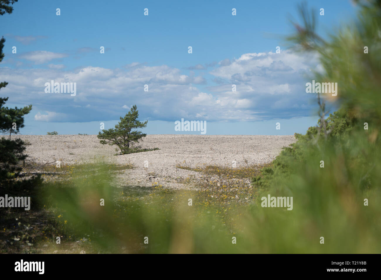 Pines and seaside hi-res stock photography and images - Alamy