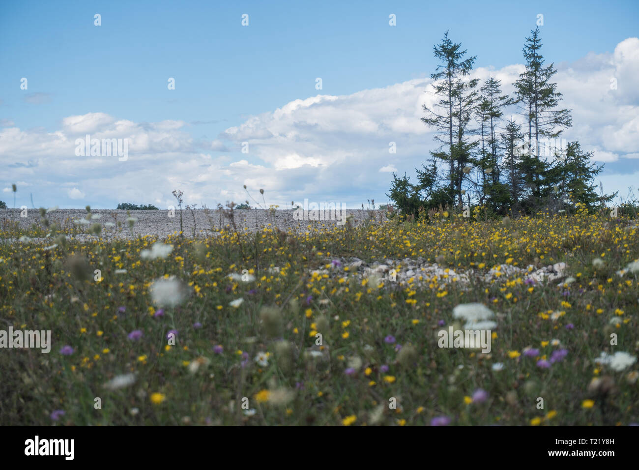 Seaside flower field Stock Photo - Alamy
