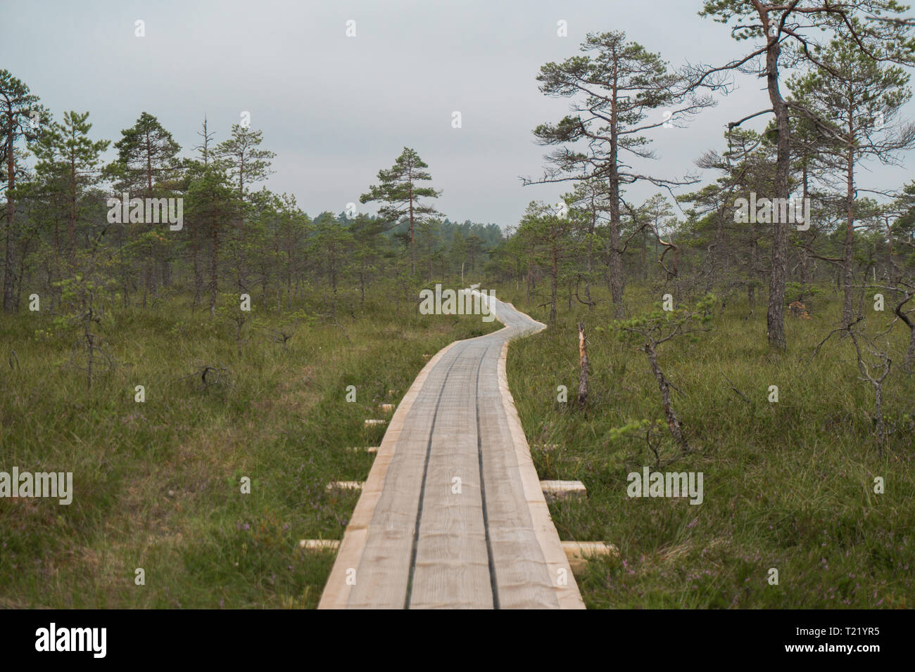 Wooden bog path Stock Photo - Alamy