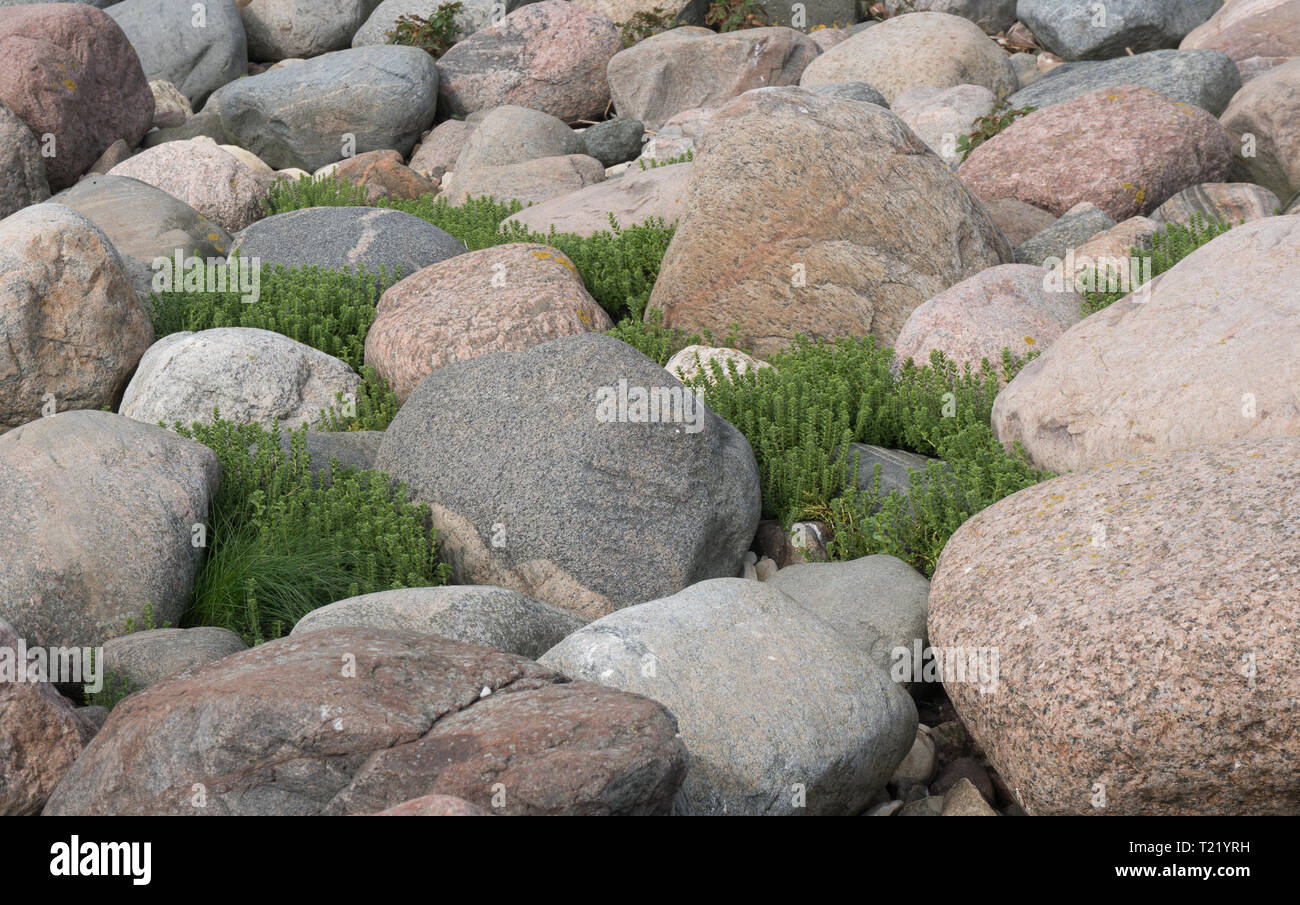Plant between rocks at seaside Stock Photo - Alamy