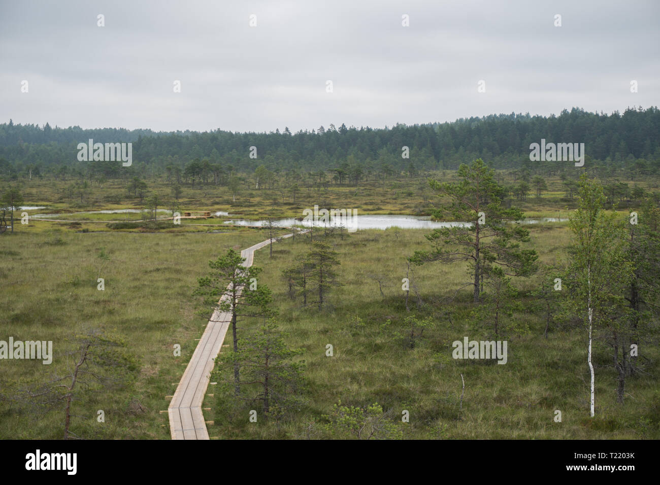 Path to a bog lake Stock Photo - Alamy