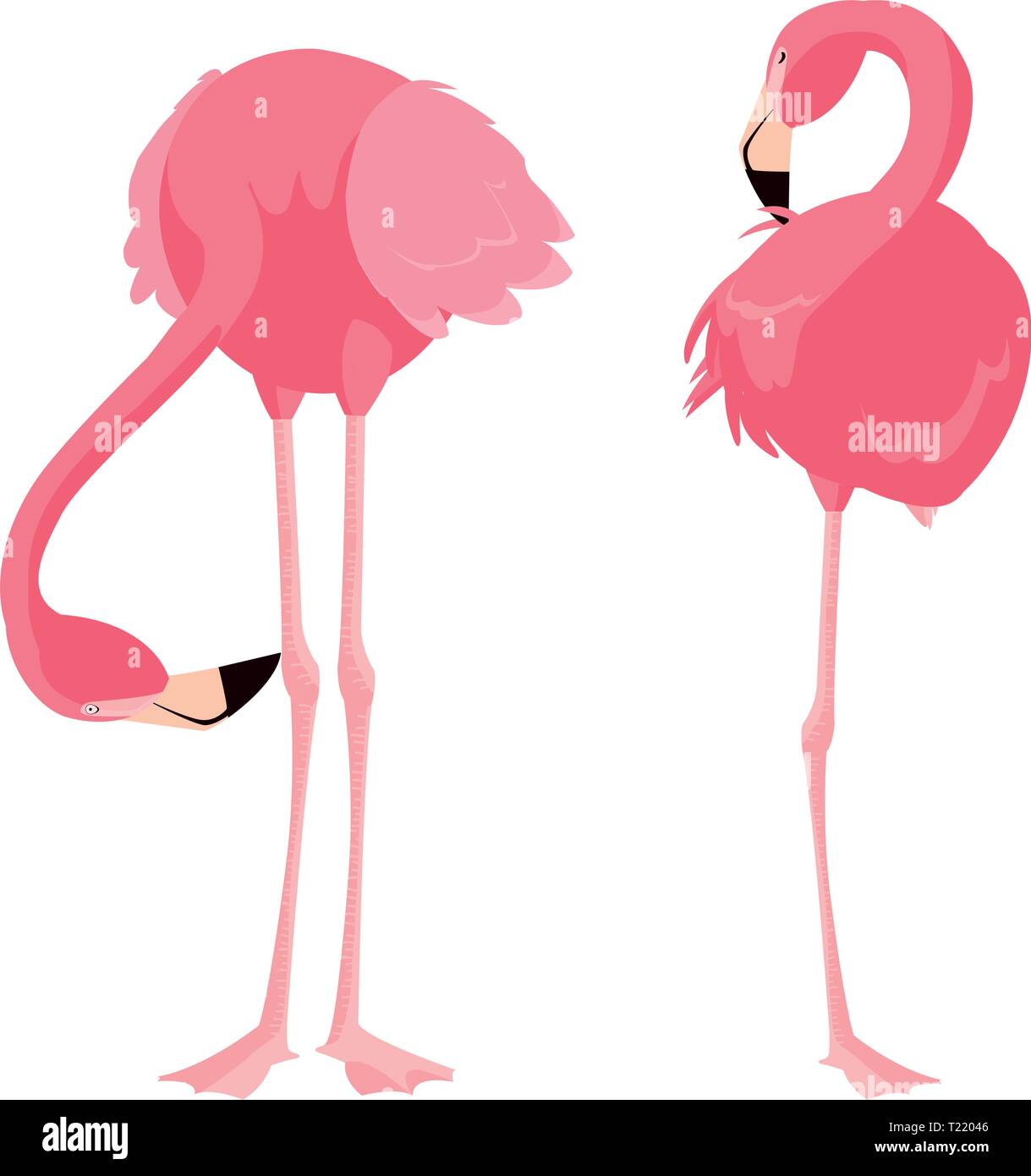 elegant flamingo birds couple vector illustration design Stock Vector ...