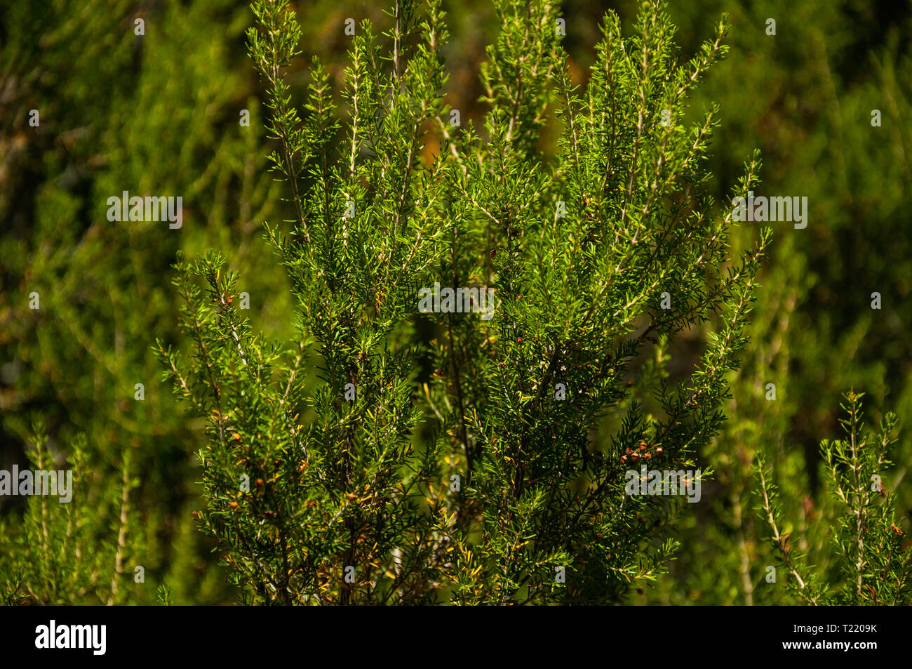 Needle Shaped Leaves High Resolution Stock Photography and Images - Alamy