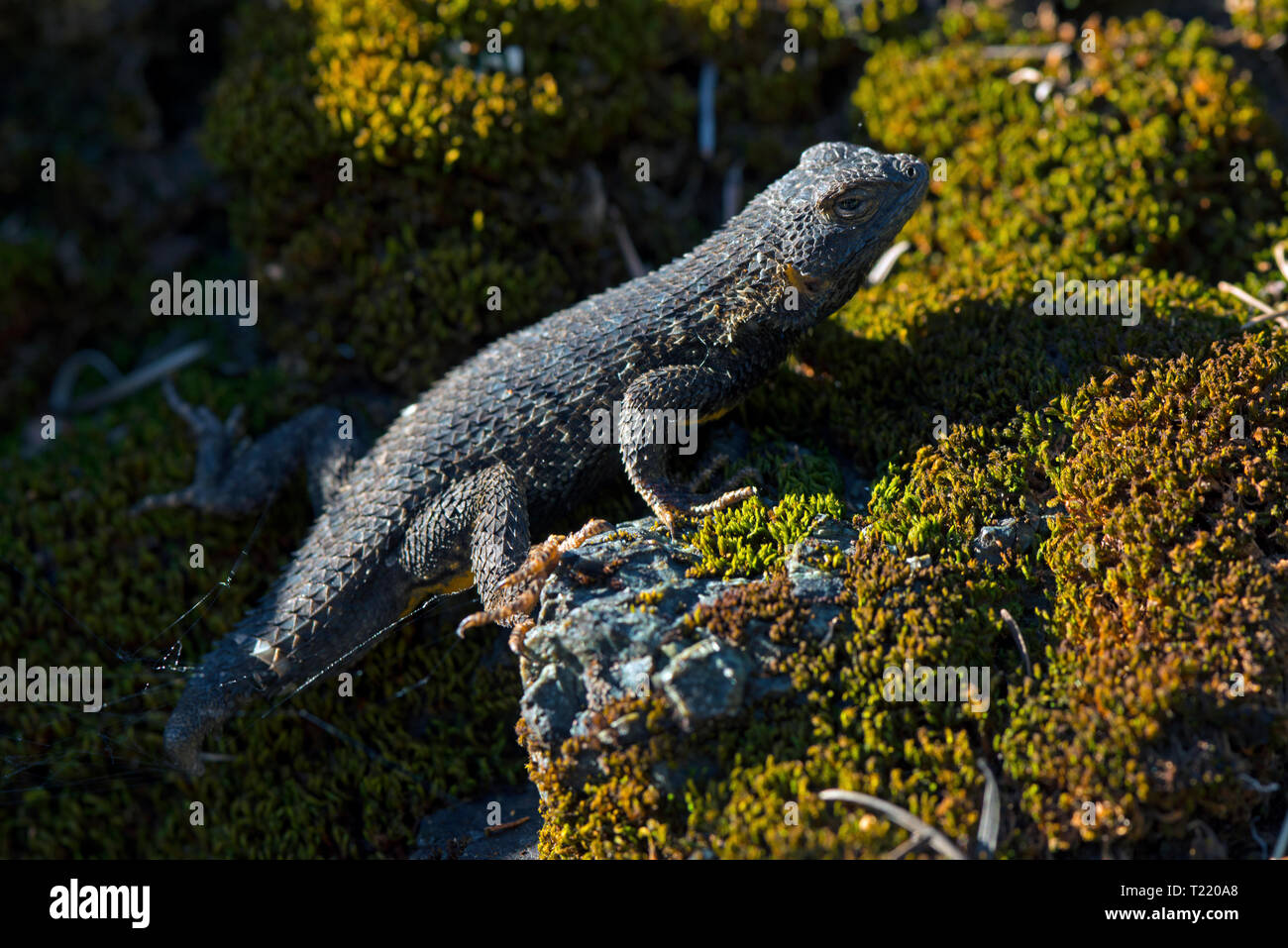 A western fence lizard that has yet to grow back its lost tail basks in ...