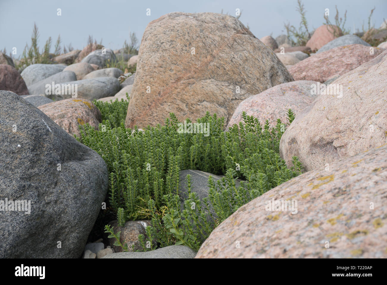 Plants between rocks at seaside Stock Photo - Alamy