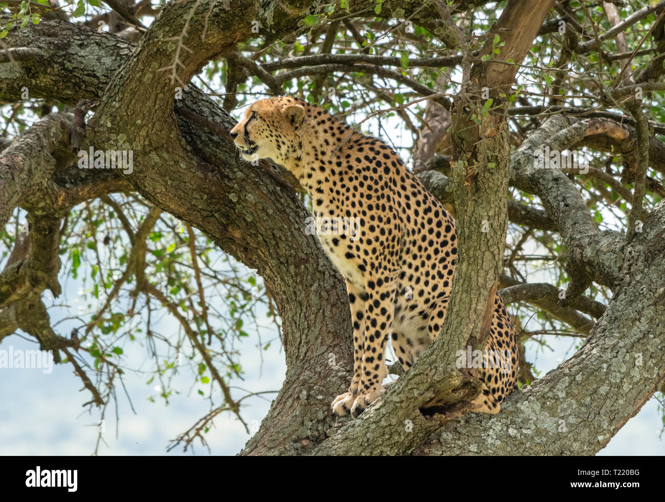 Cheetah in tree hi-res stock photography and images - Alamy