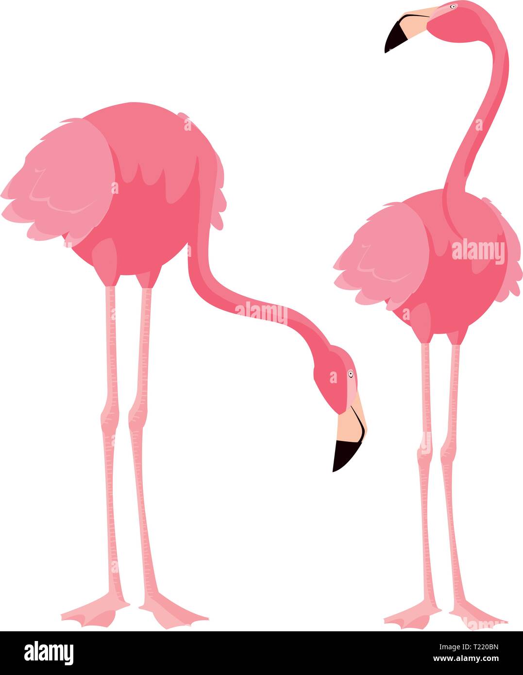 elegant flamingo birds couple vector illustration design Stock Vector ...