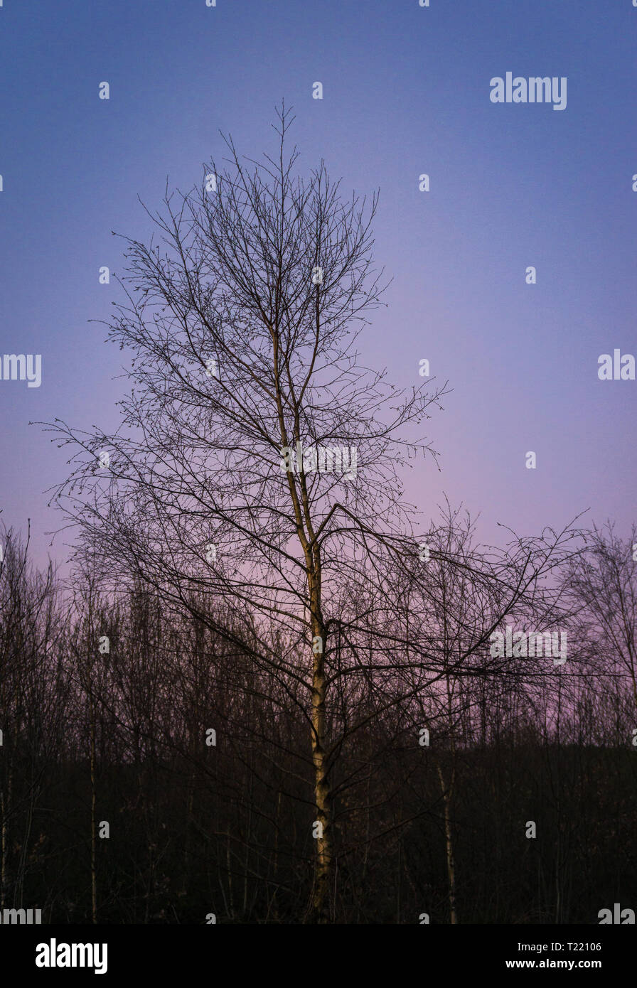 birch standing alone Stock Photo - Alamy