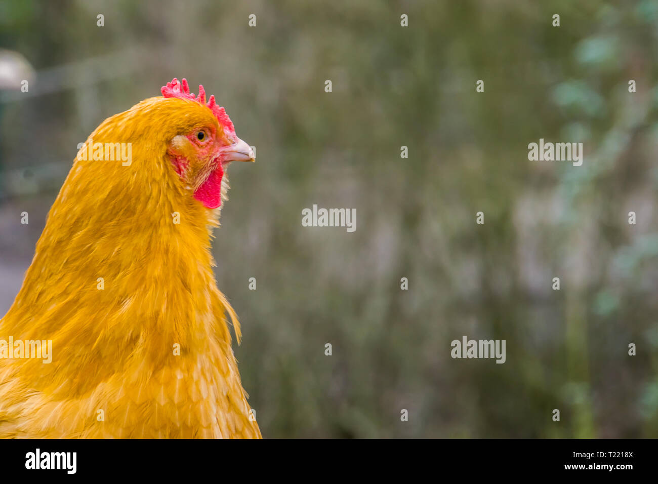 The face of a domesticated chicken in closeup, portrait of a popular ...