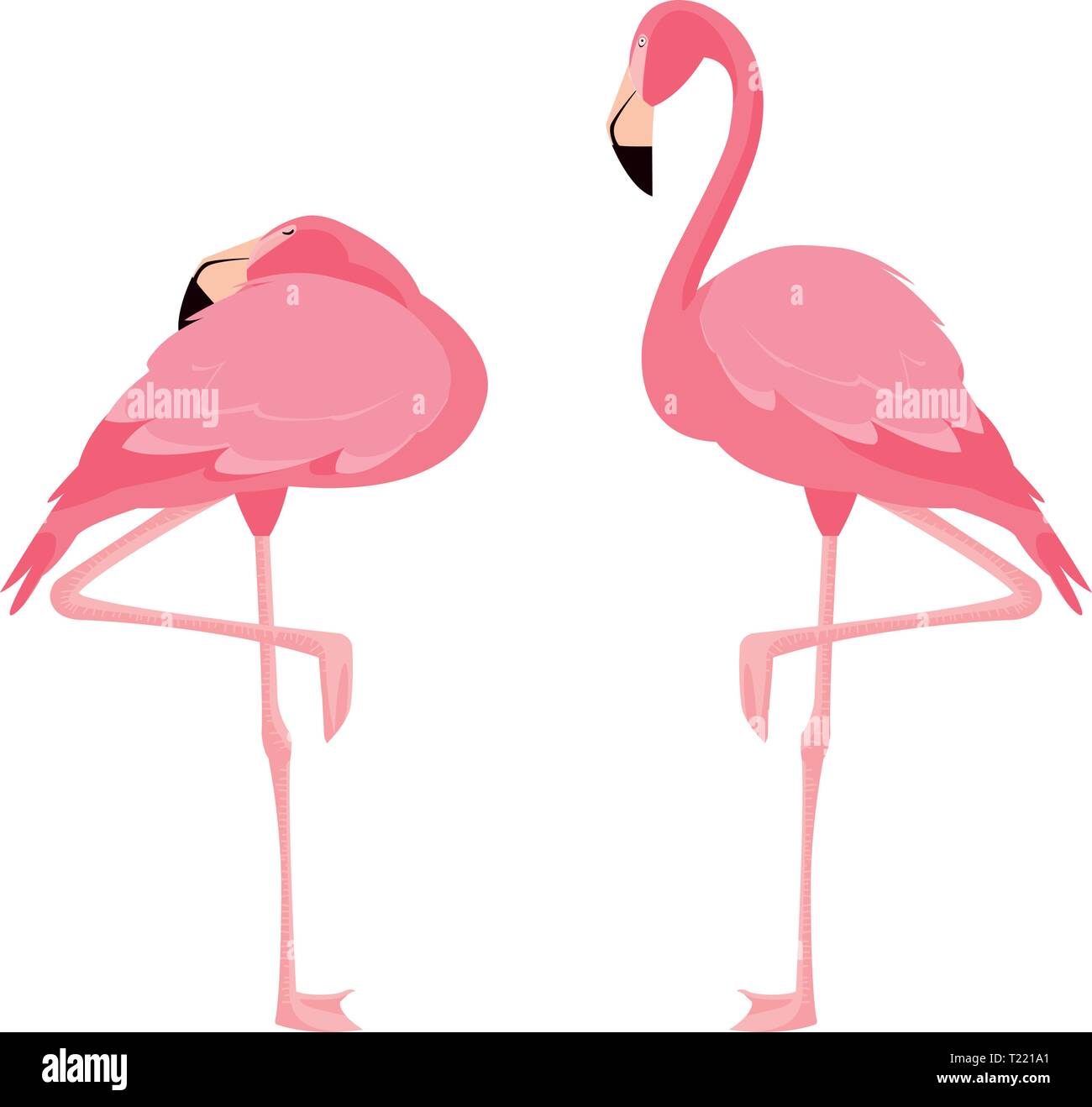 elegant flamingo birds couple vector illustration design Stock Vector ...