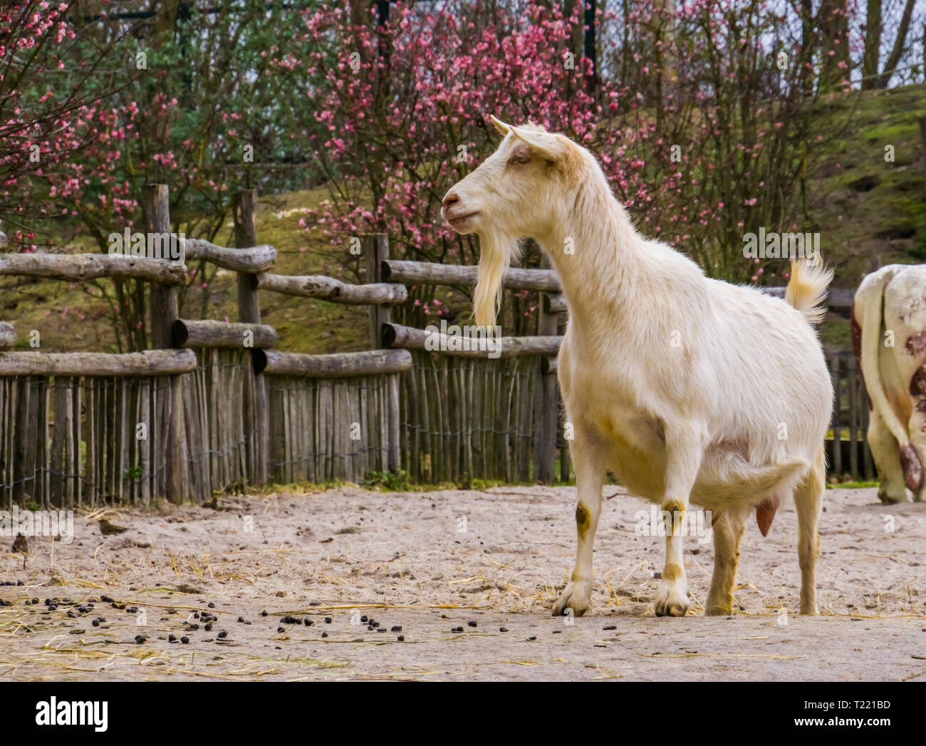 Male white goat with a beard, white milk goat a popular dutch hybrid ...