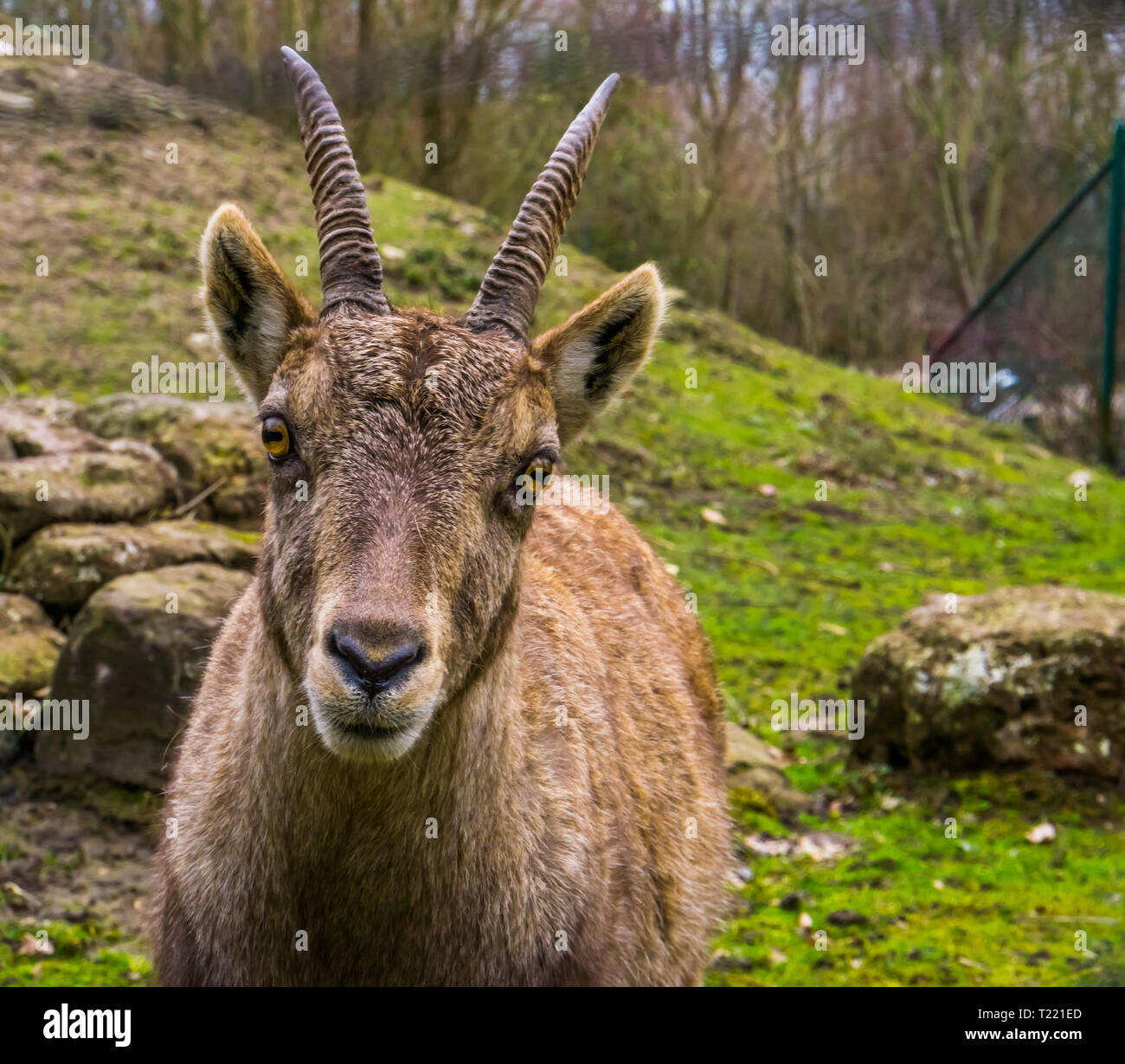 adorable portrait of a female alpine ibex face, Wild goat from the ...
