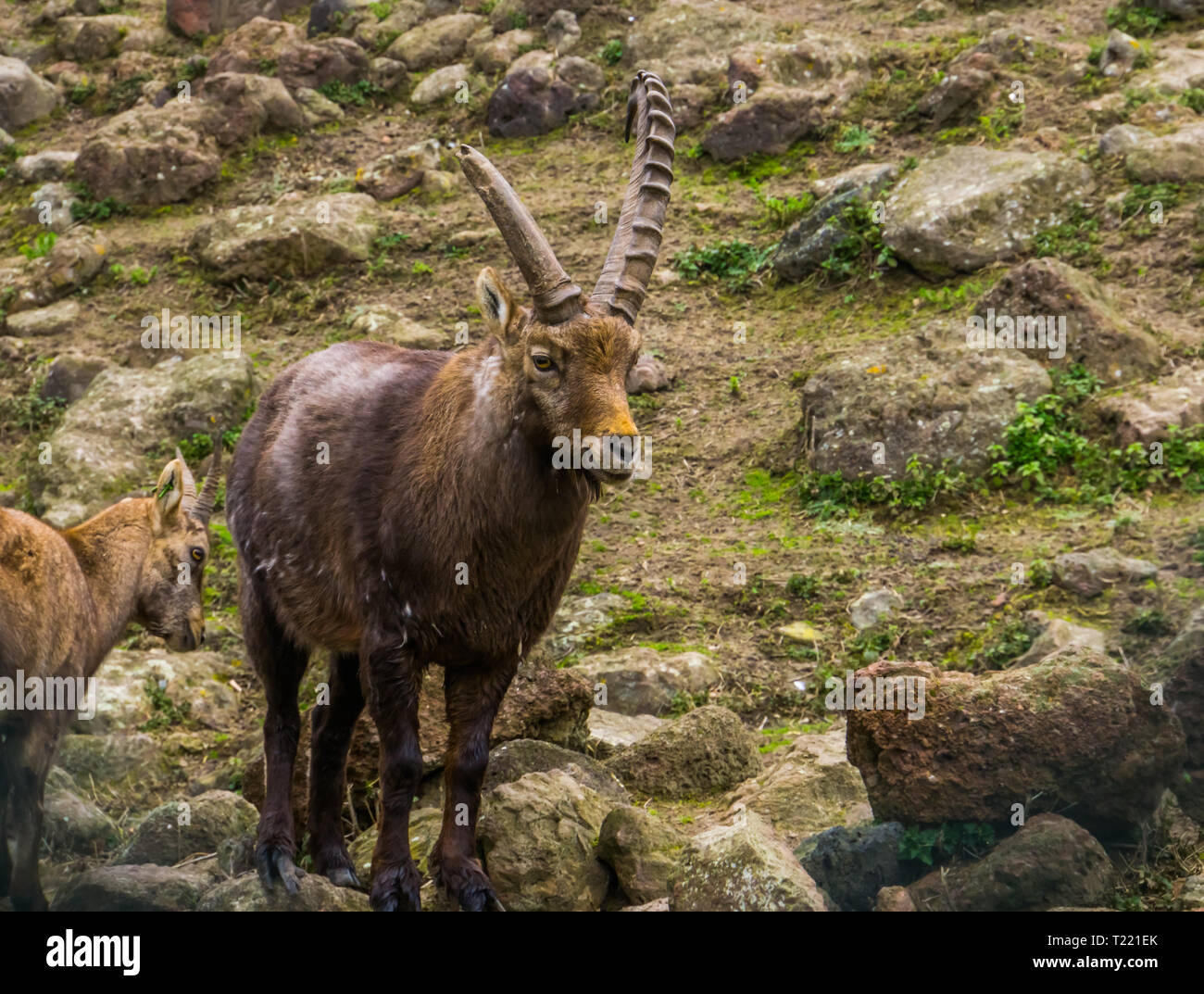 Closeup head alpine ibex steinbock hi-res stock photography and images ...