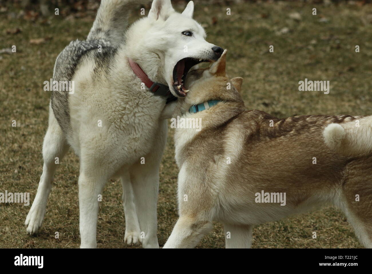 siberian husky brothers playing together showing teeth and playing ...