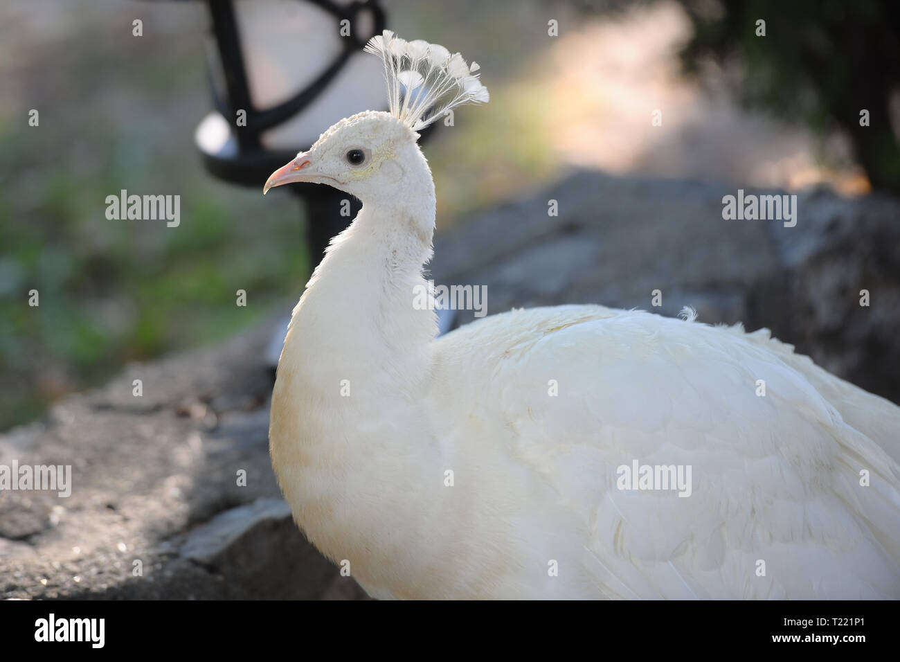 Female white peafowl portrait. Portrait of white pheasant in nature ...
