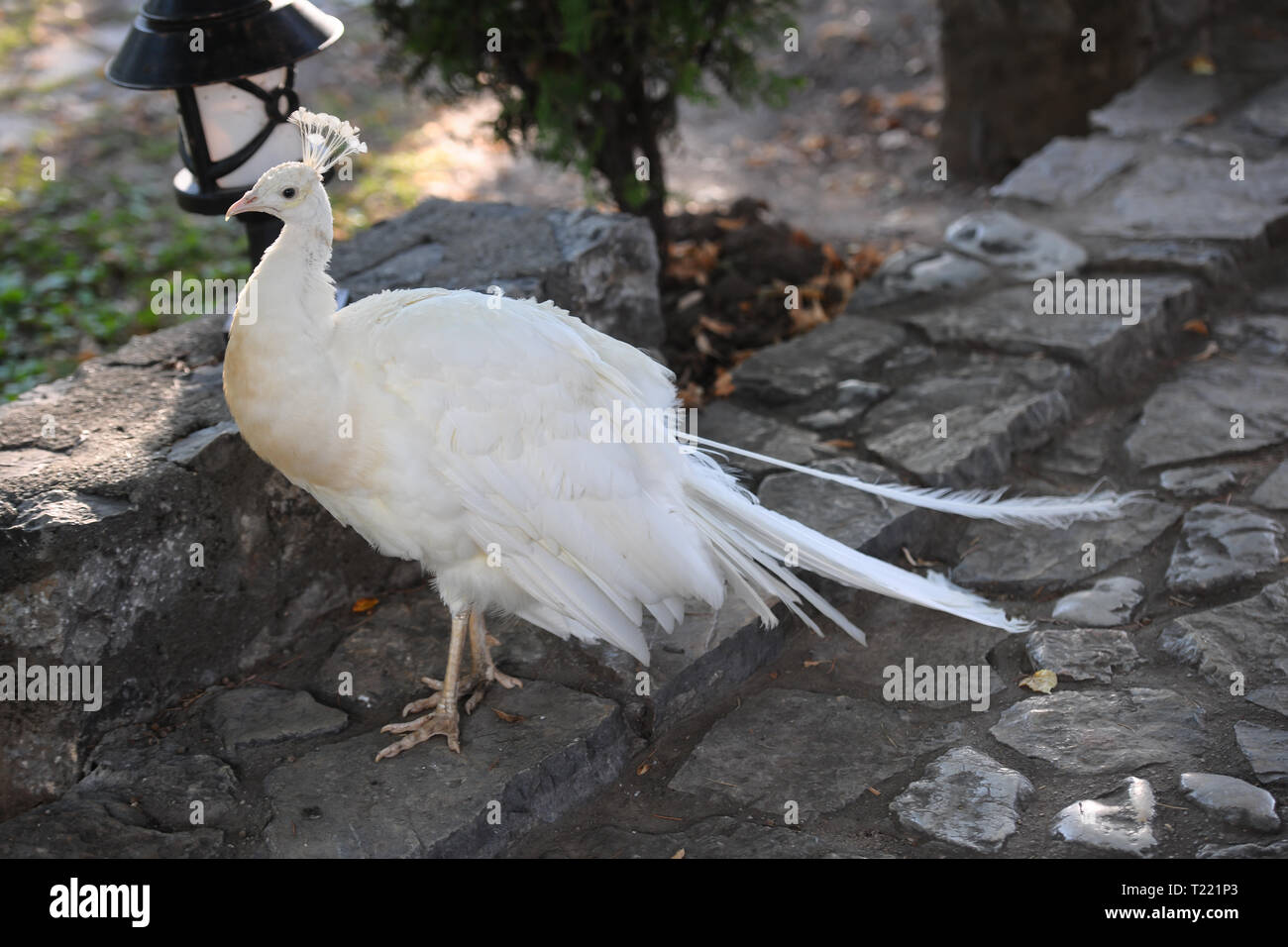 Female white peafowl portrait. White pheasant in nature Stock Photo - Alamy
