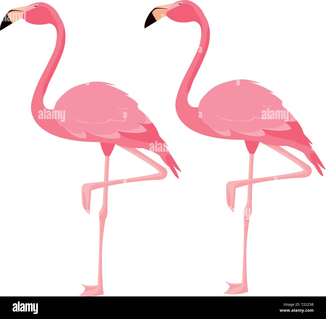 elegant flamingo birds couple vector illustration design Stock Vector ...