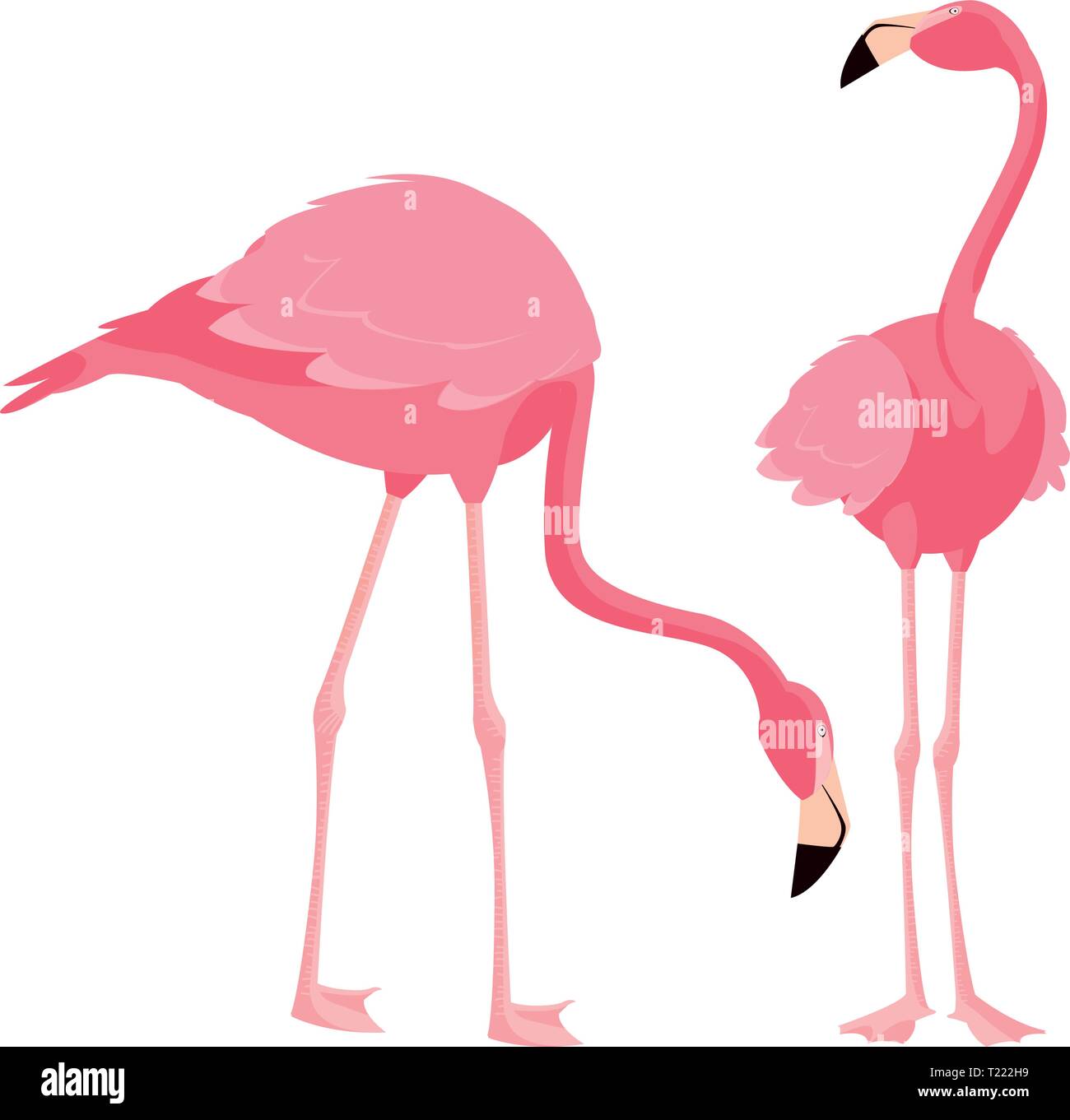 elegant flamingo birds couple vector illustration design Stock Vector ...