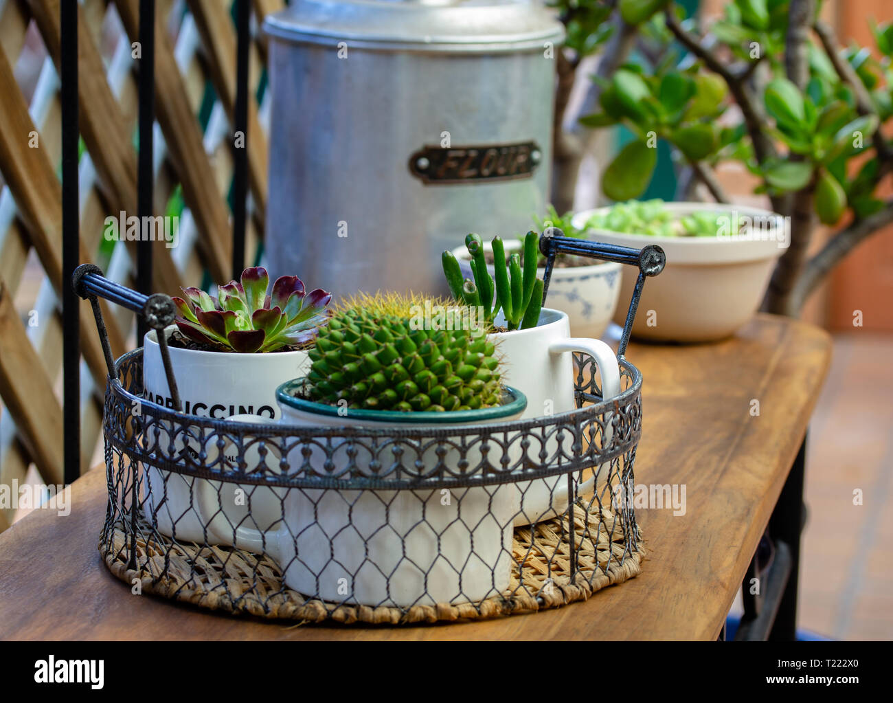 Real reused, recycled, re-purposed kitchen pot and cup for succulents ...