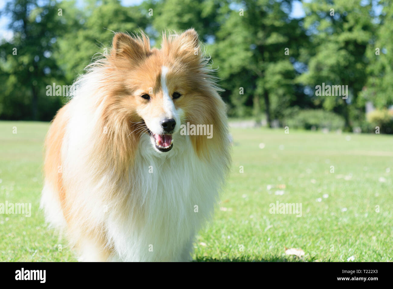 Smiling shetland sheepdog hi-res stock photography and images - Alamy