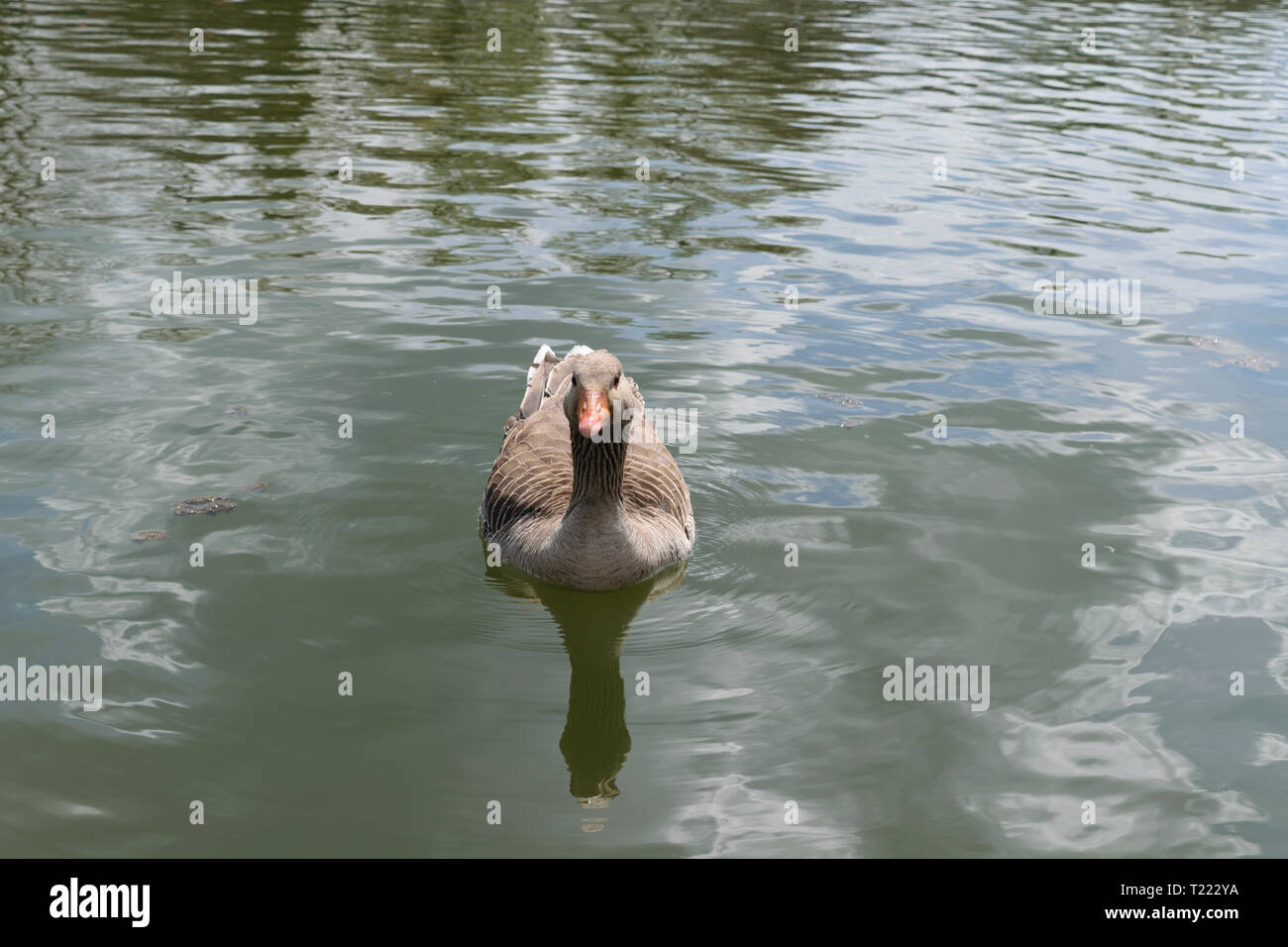 Duck facing camera hi-res stock photography and images - Alamy