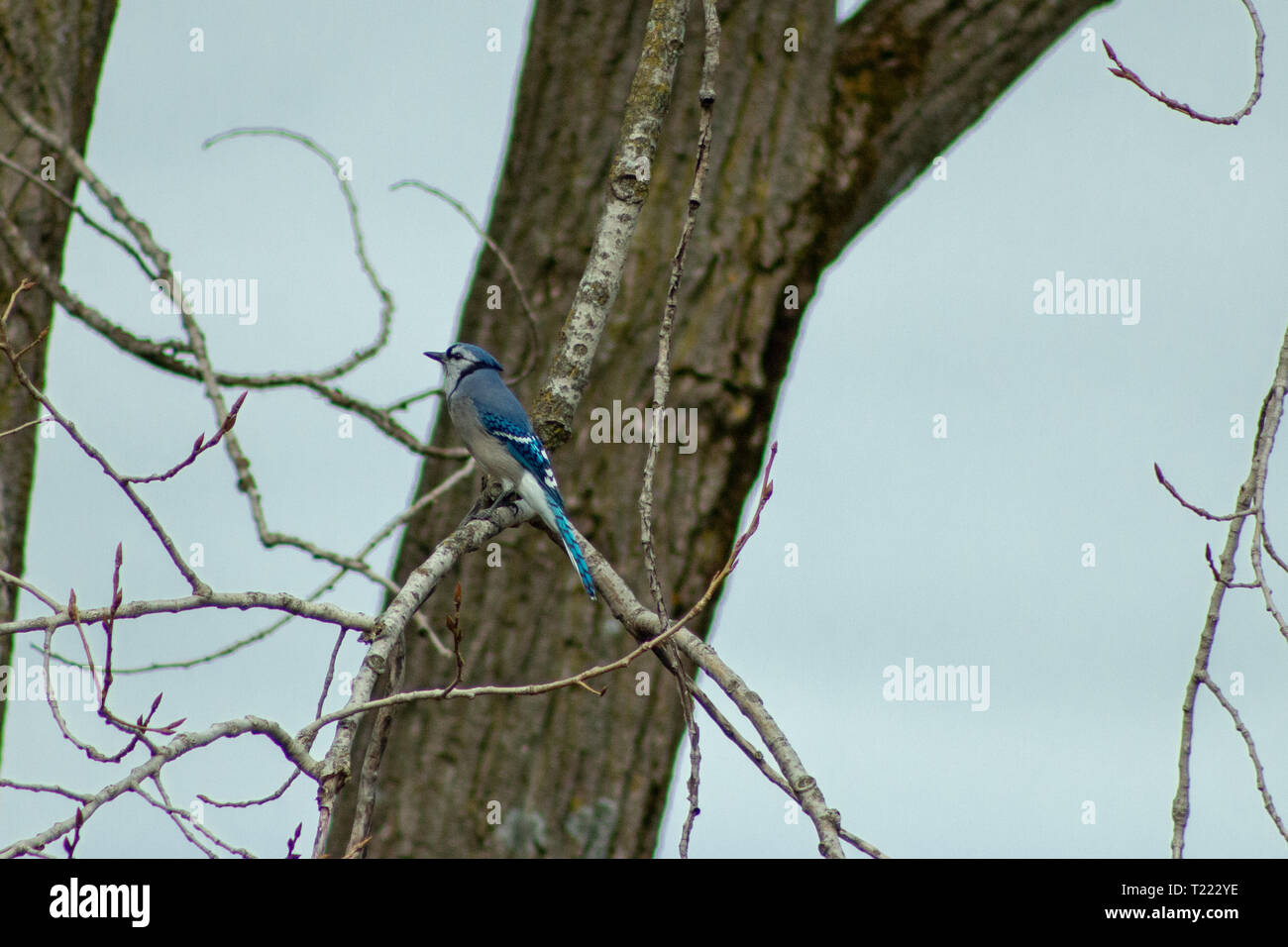 A Blue Jay (Cyanocitta cristata) sitting a tree in winter. shot in ...
