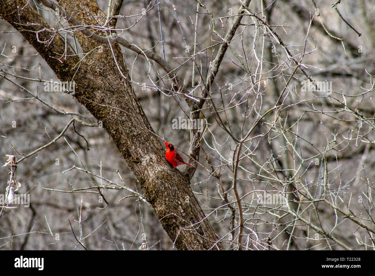 Male Northern Cardinal in flight winter , in a tree that is bare Stock ...