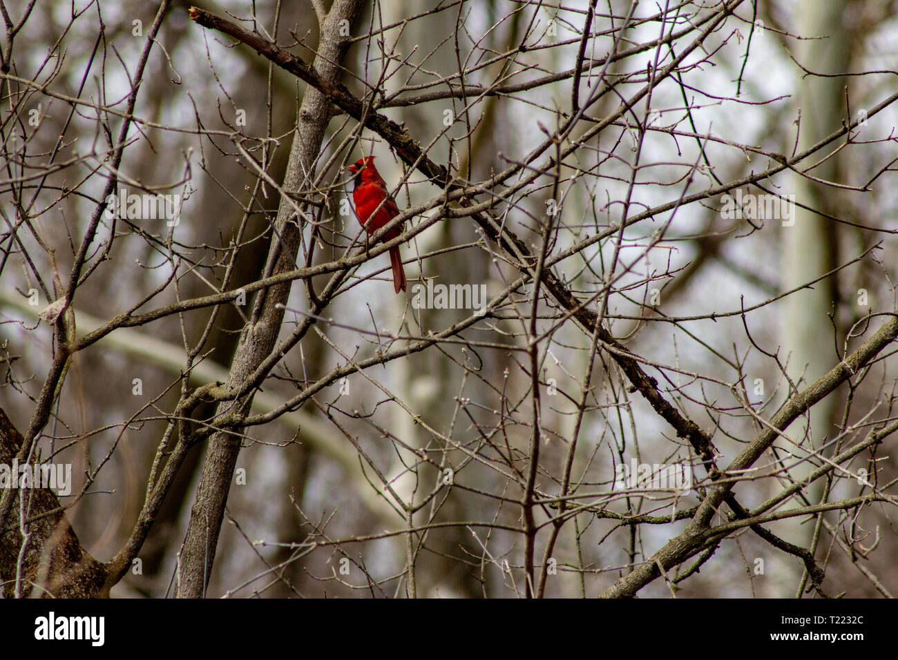 Male Northern Cardinal in flight winter , in a tree that is bare Stock ...