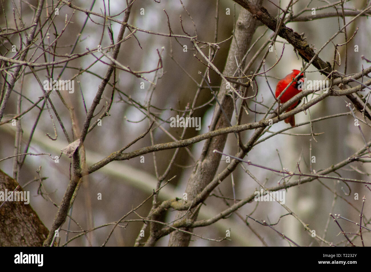 Male Northern Cardinal in flight winter , in a tree that is bare Stock ...