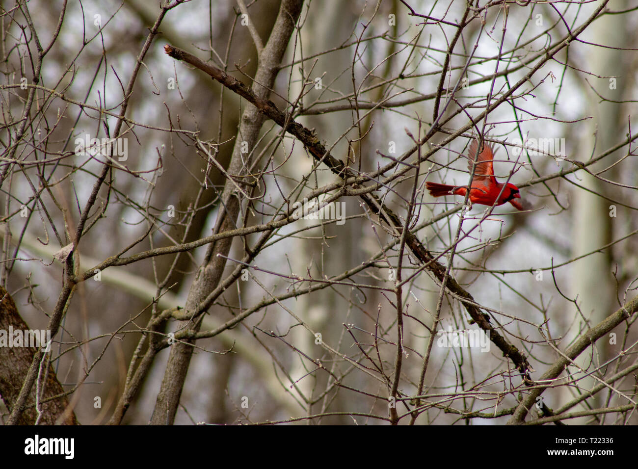 Male Northern Cardinal in flight winter , in a tree that is bare Stock ...